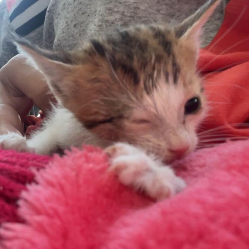 Adopt Uno Saveasoul Today - Find Paw Pal