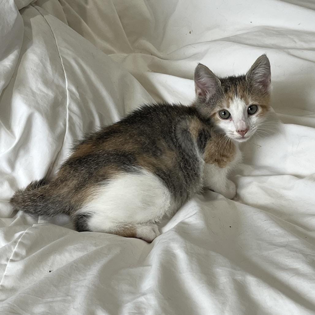 Adopt Lola Today - Find Paw Pal