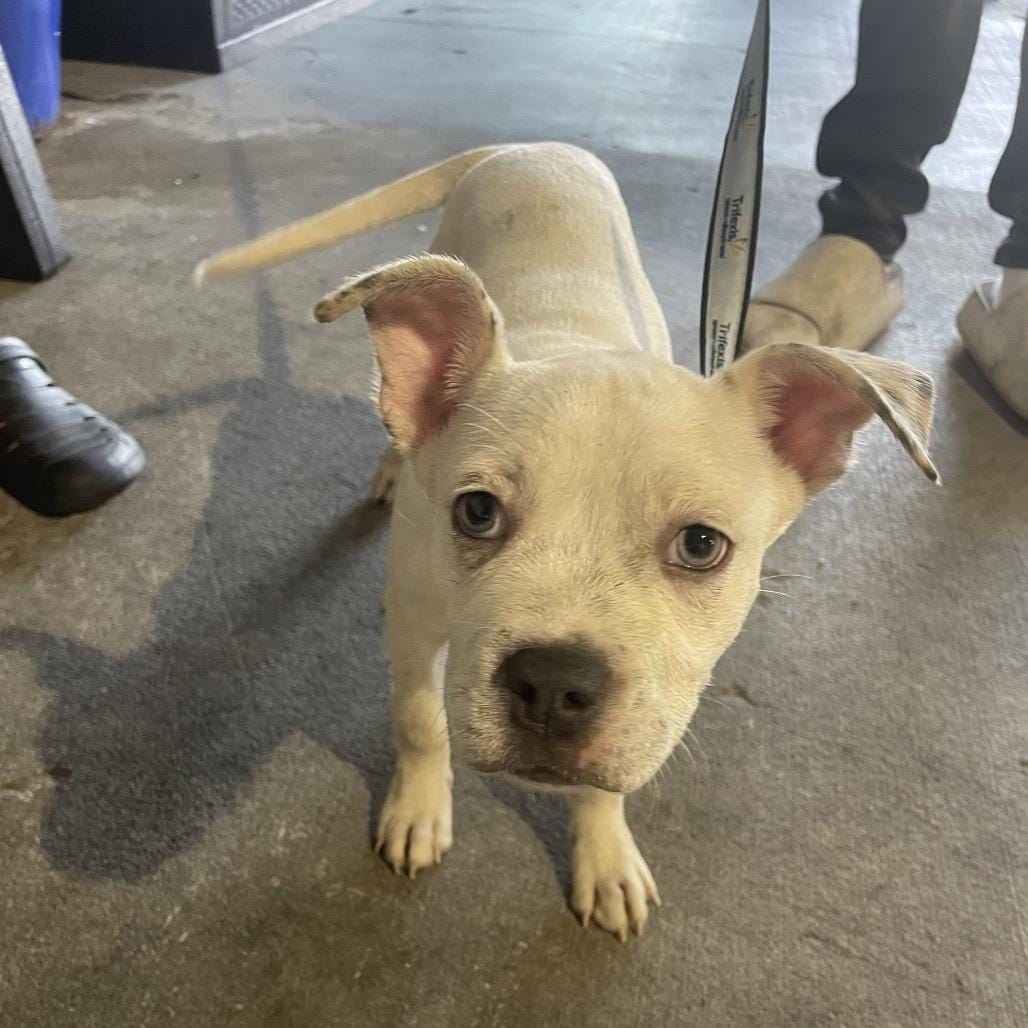 Adopt Bella Today - Find Paw Pal