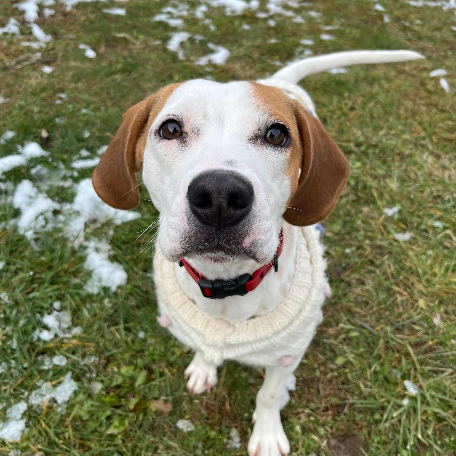 Adopt Sweet Pea Today - Find Paw Pal