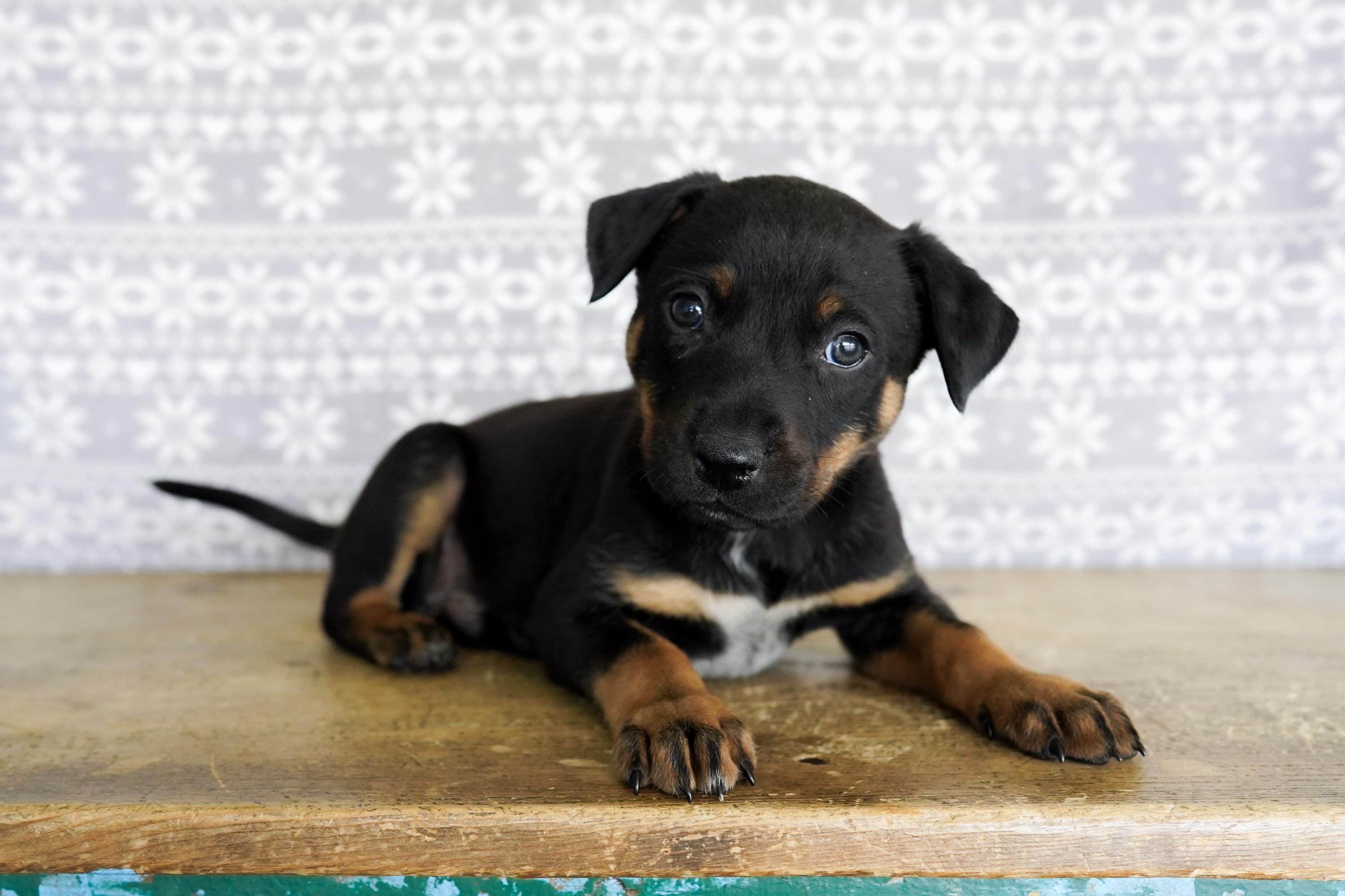 Adopt Lucas Today - Find Paw Pal