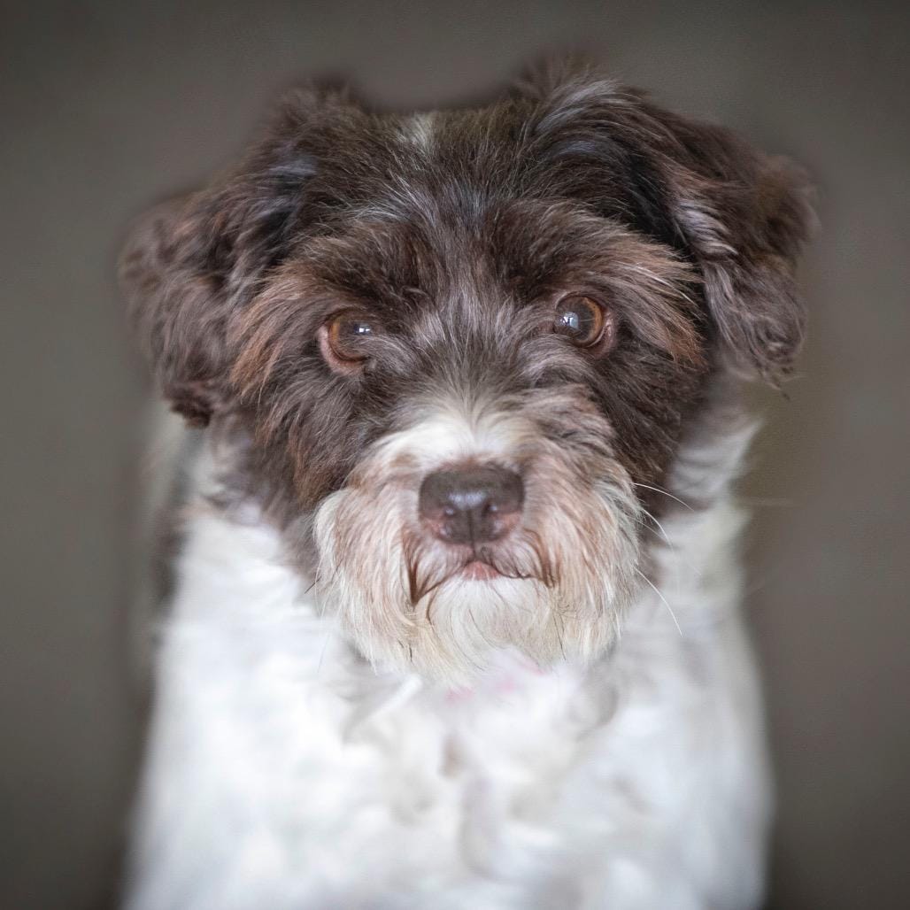 Adopt Echo (JN25-472) Today - Find Paw Pal