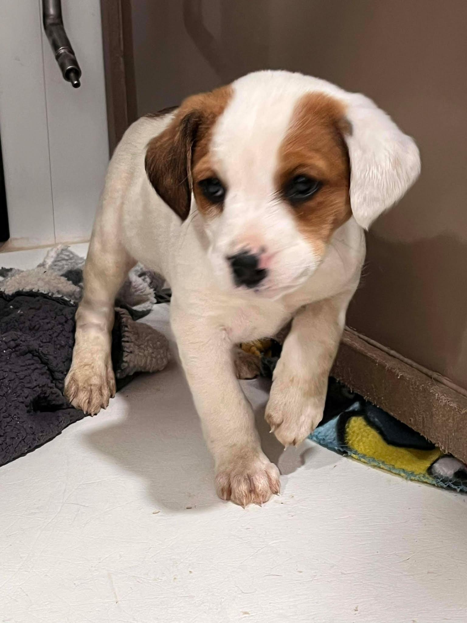 Adopt Opal Today - Find Paw Pal