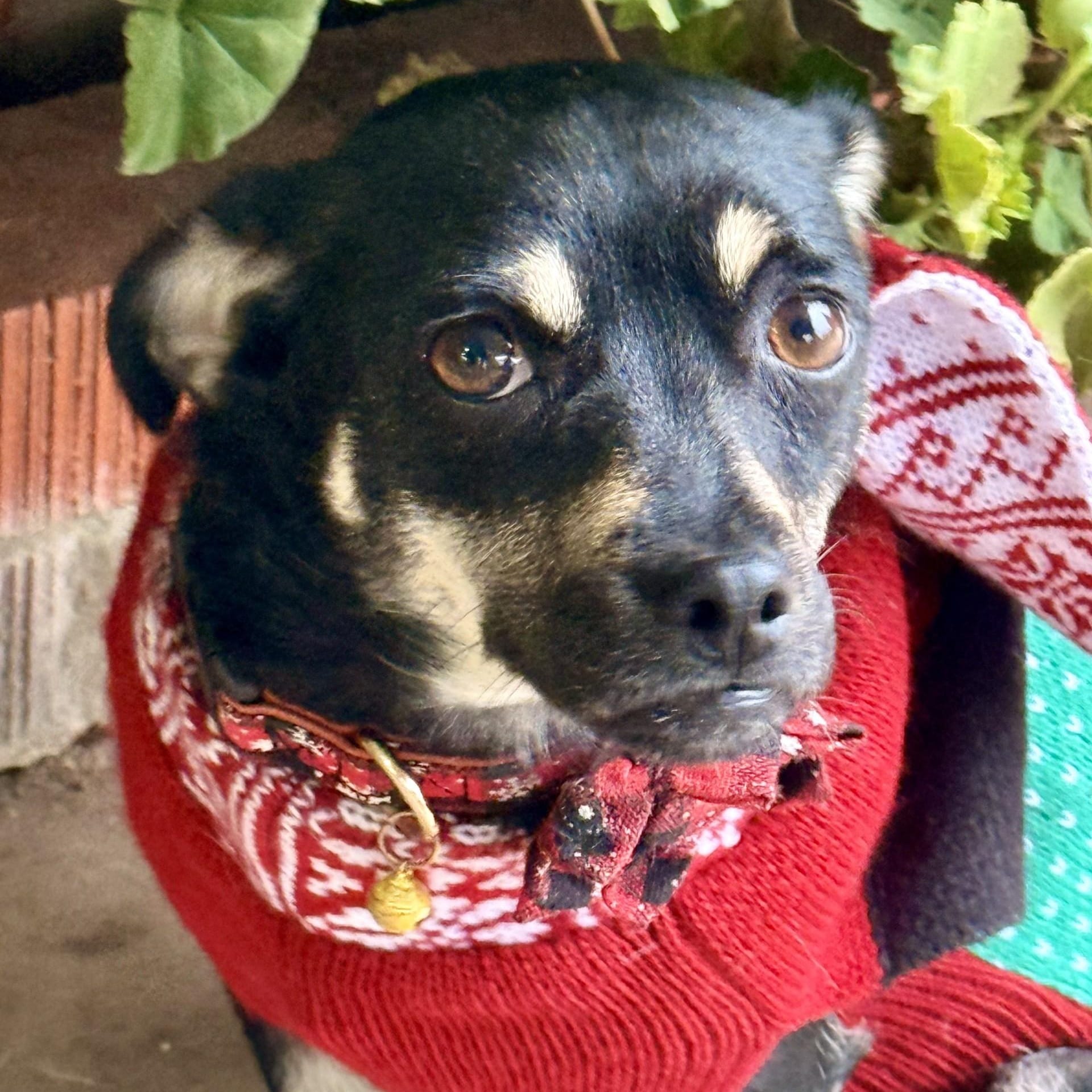 Adopt Holly Today - Find Paw Pal