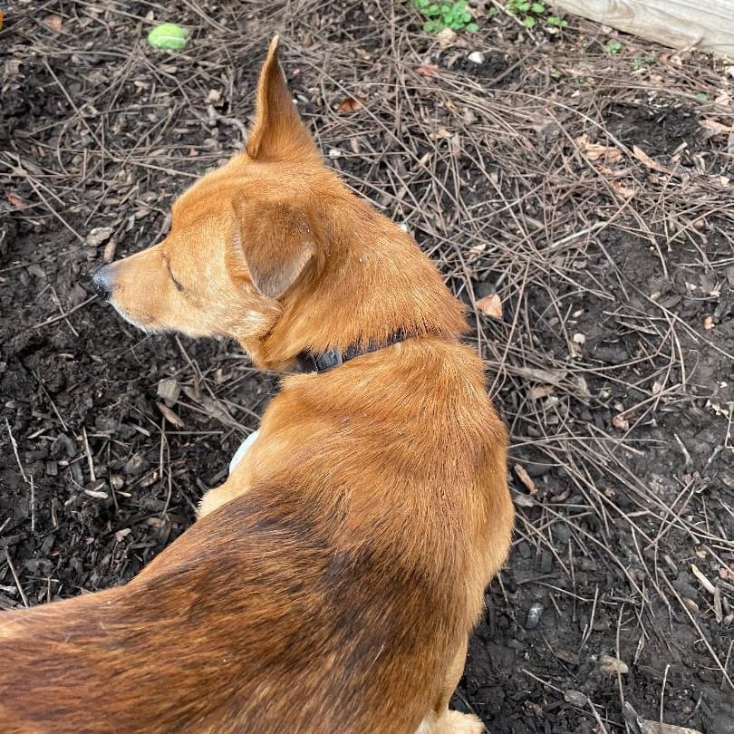 Adopt Rudy Today - Find Paw Pal
