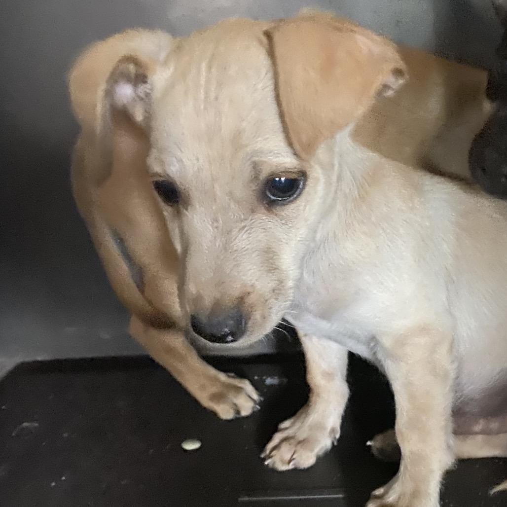 Adopt Cheeto Today - Find Paw Pal