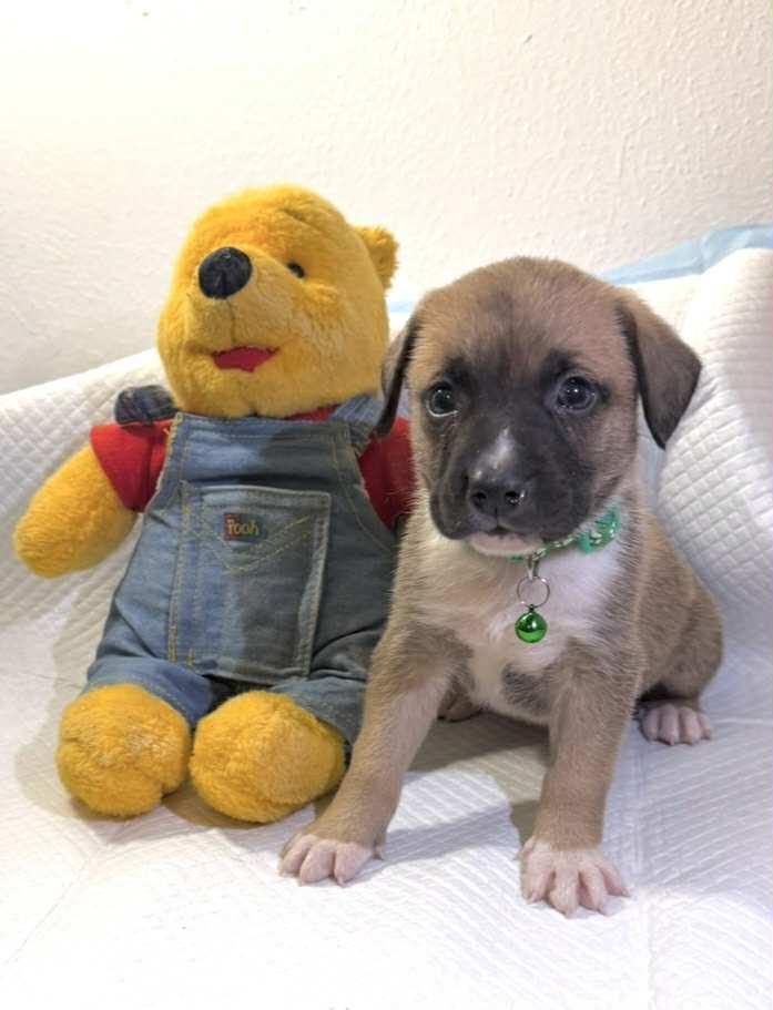 Adopt Uzziah Today - Find Paw Pal