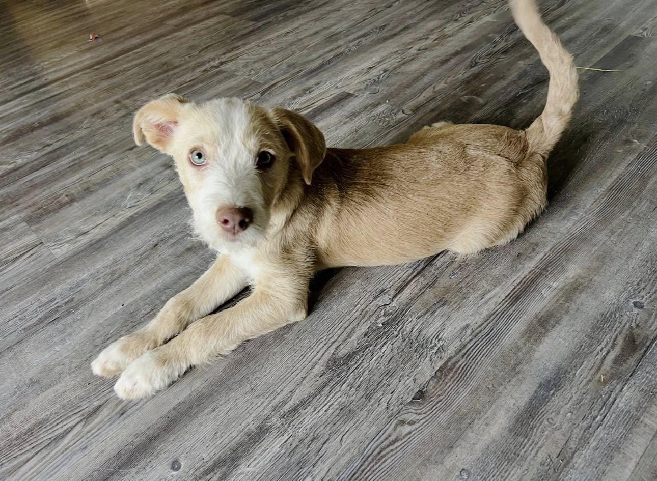 Adopt Rusty Today - Find Paw Pal