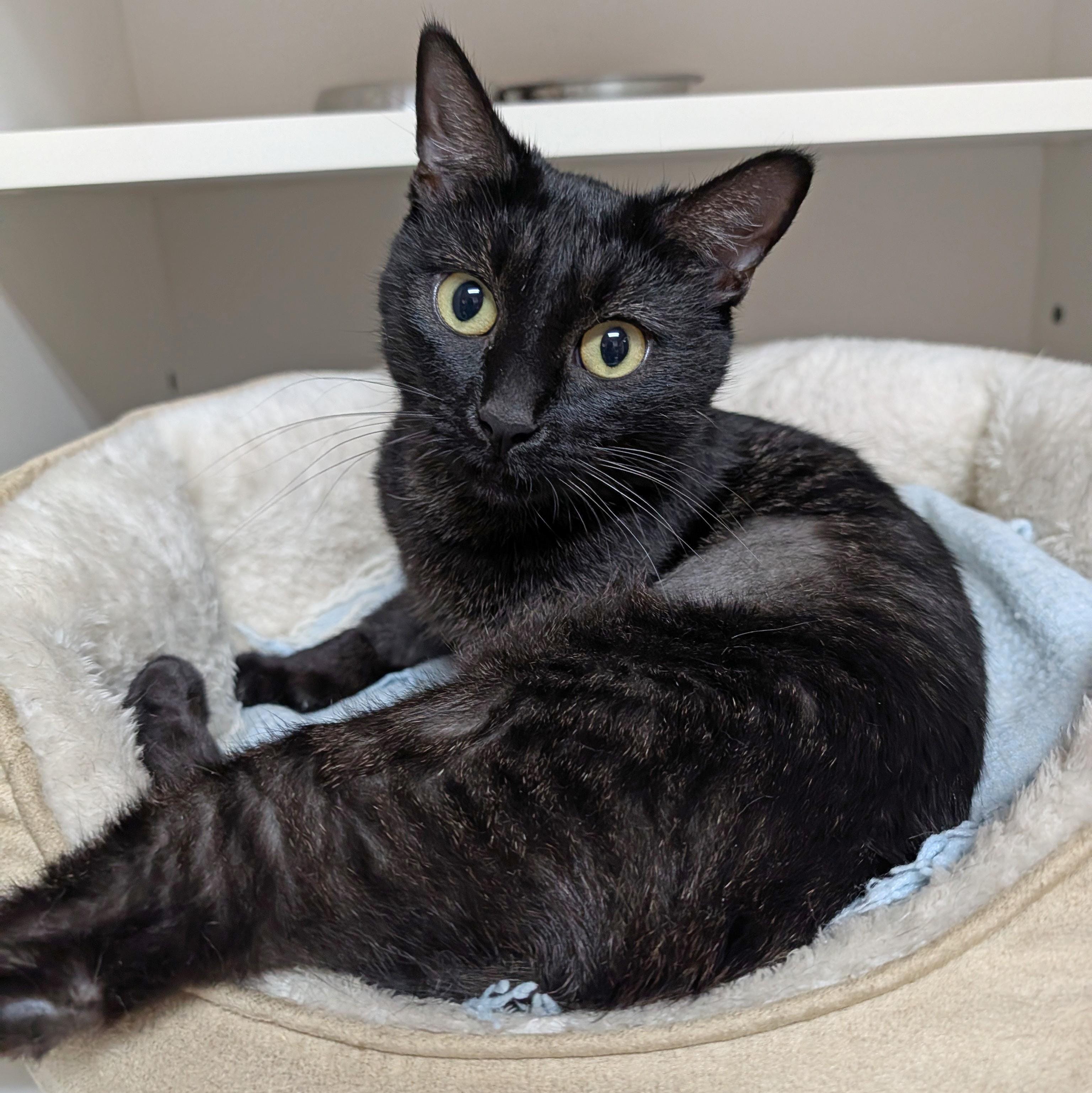 Humane Society Near Me - Find Paw Pal