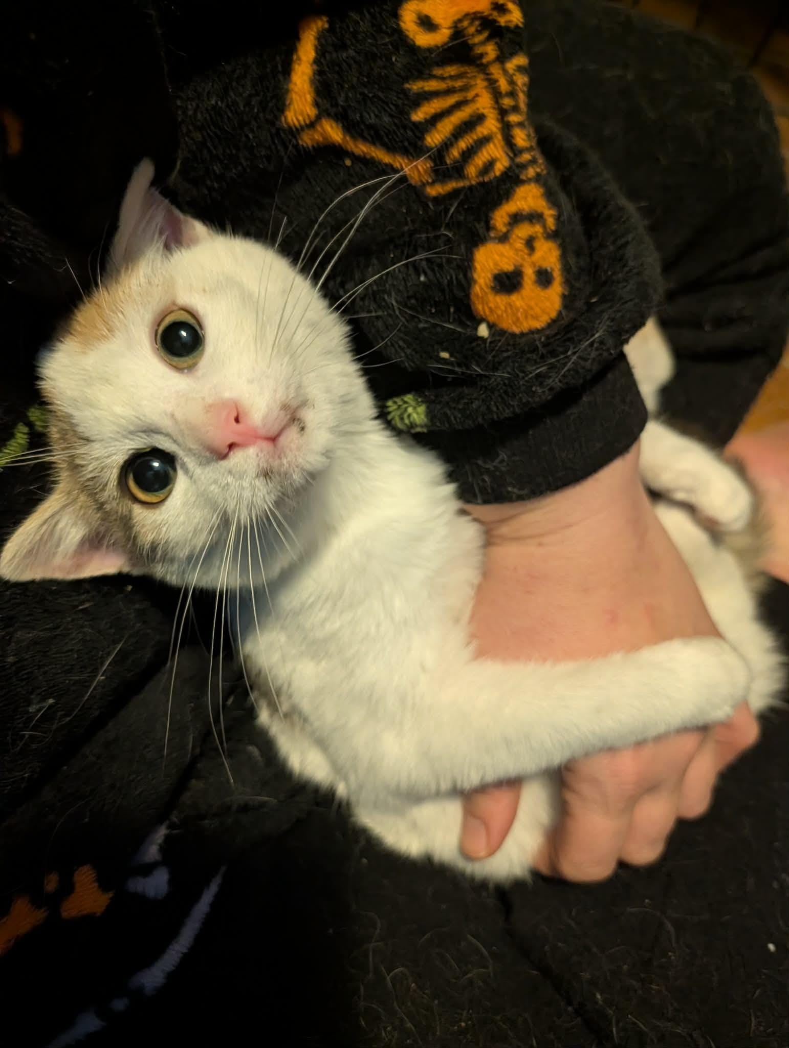 Adopt Namine Today - Find Paw Pal