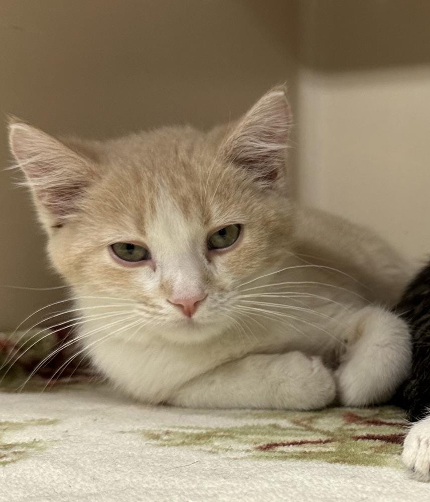 Adopt Libby is so darn sweet and look at her sweet face! SO CUTE! Today ...