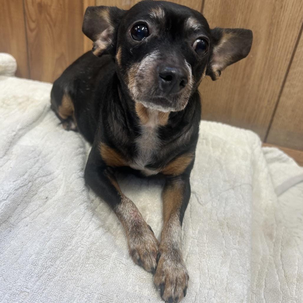 Adopt Betty Today - Find Paw Pal