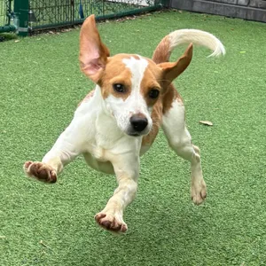 Adopt Toby Today - Find Paw Pal