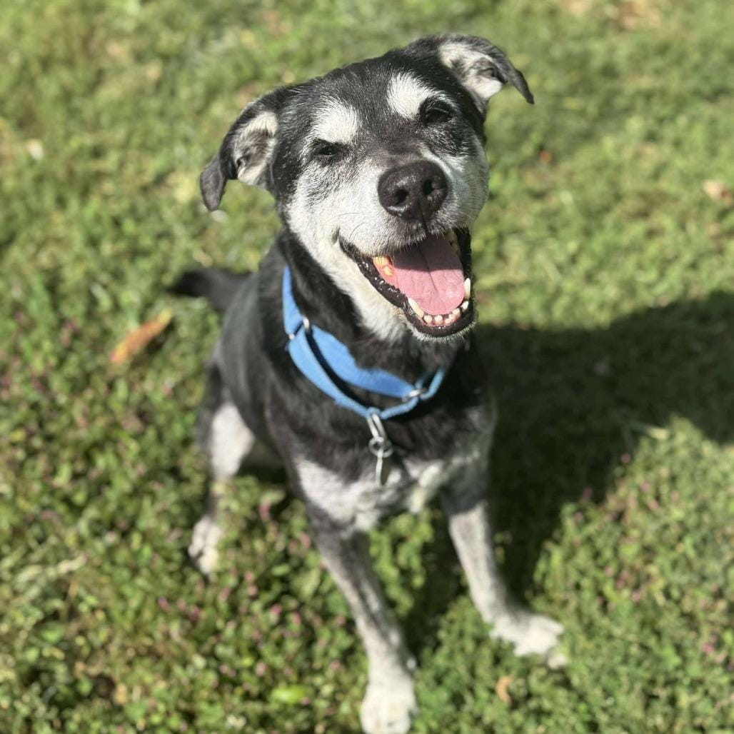 Adopt Edgar Today - Find Paw Pal