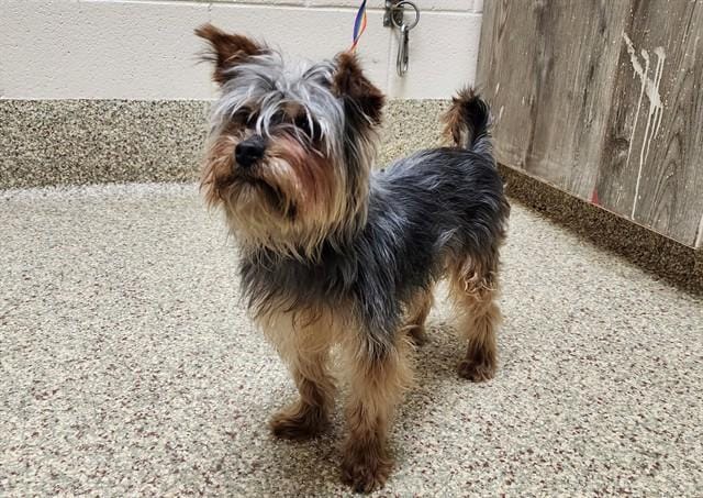 Adopt Lucas Today - Find Paw Pal
