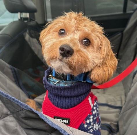 Adopt Charming Charlie Today - Find Paw Pal