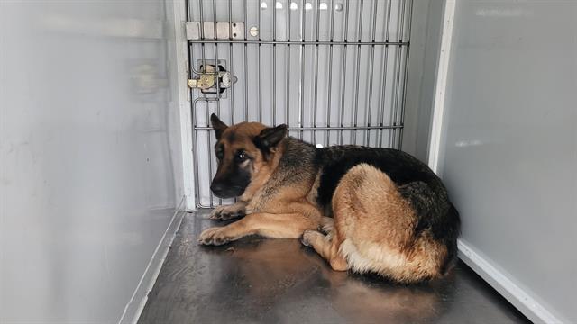 Adopt DANIELLE Today - Find Paw Pal