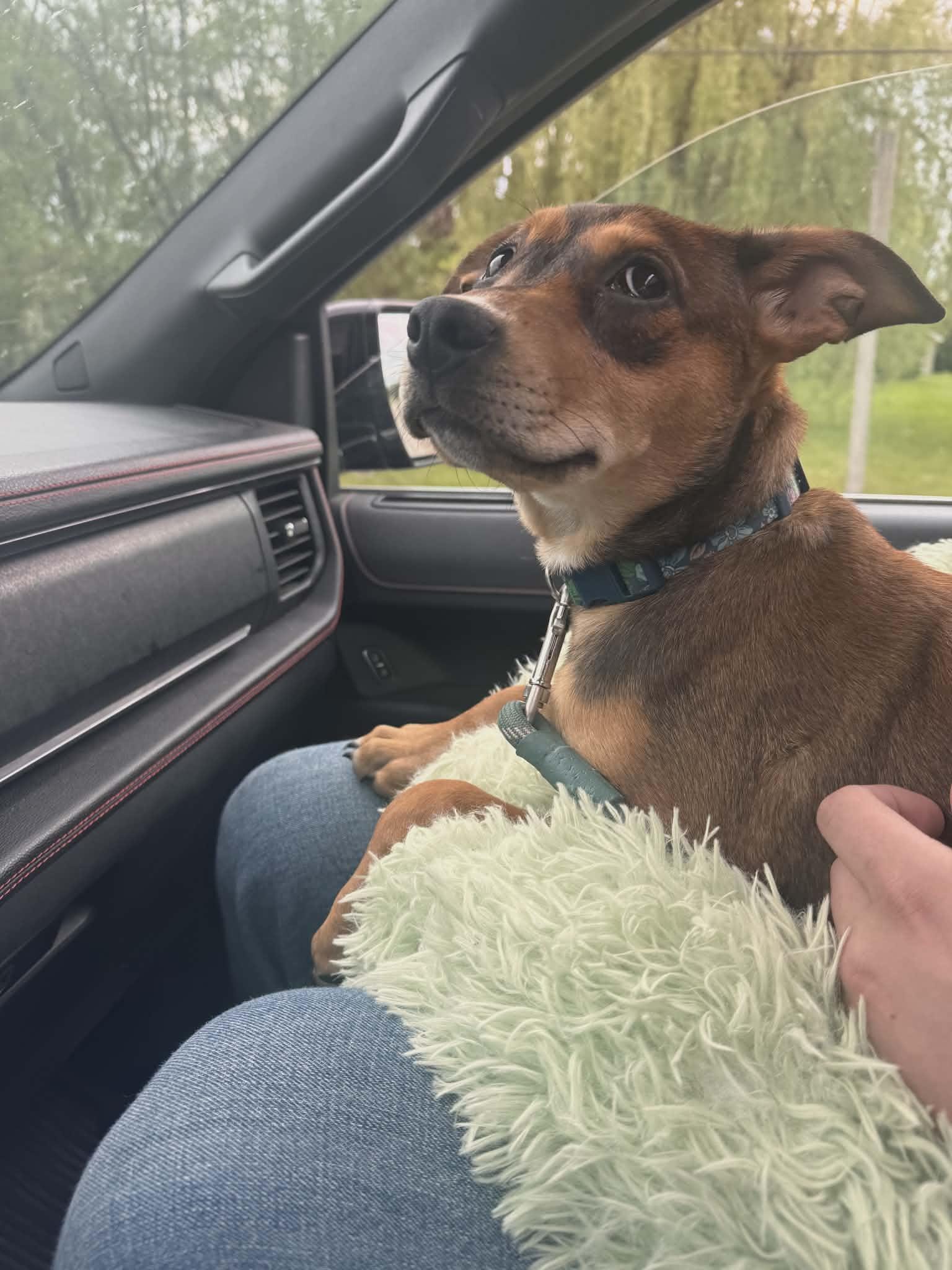 Adopt Goober Today - Find Paw Pal