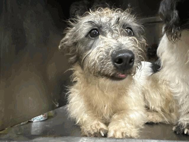 Adopt Bingo & Peluche Today - Find Paw Pal