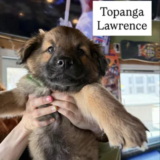 Adopt Honey Boo Boo Today - Find Paw Pal