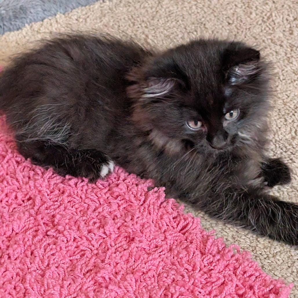 Adopt Paula Today - Find Paw Pal