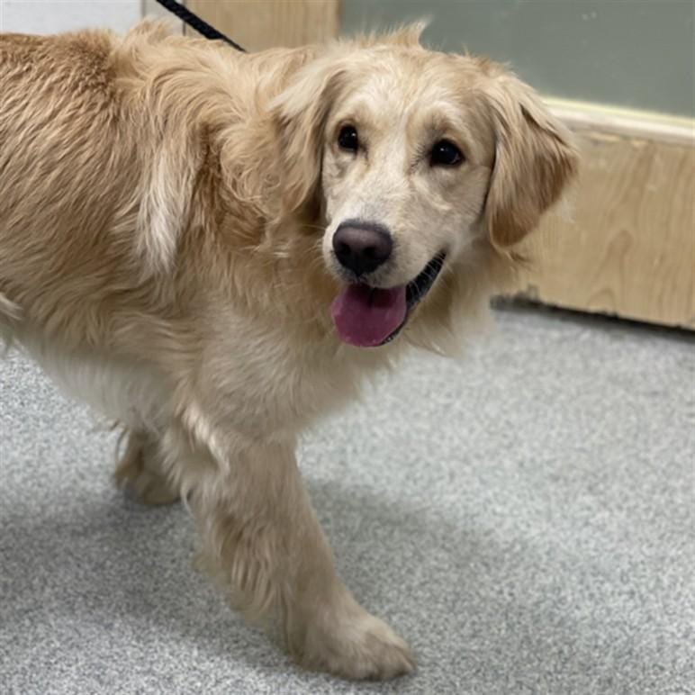 Adopt BUD Today - Find Paw Pal
