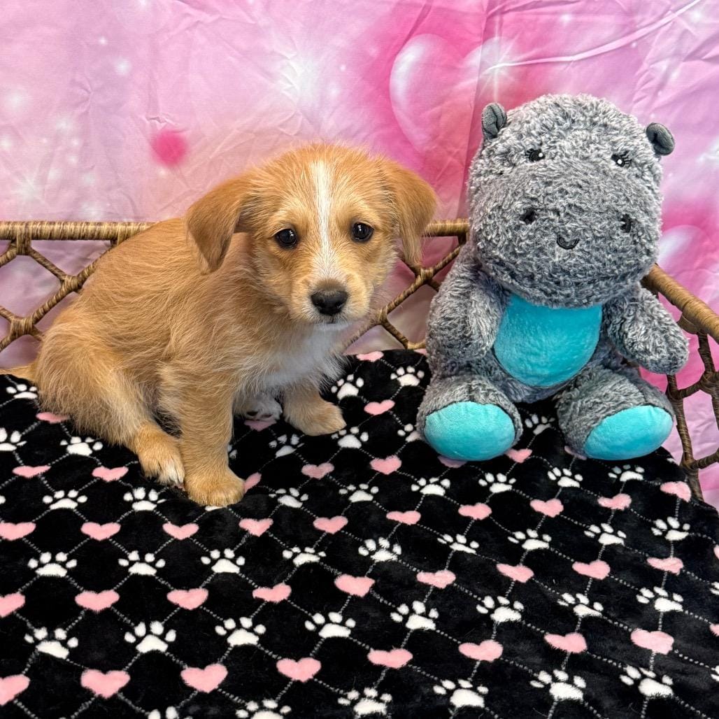 Adopt Woof Today - Find Paw Pal