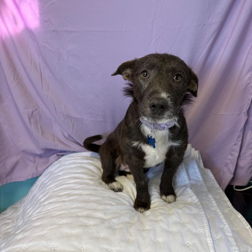 Adopt Flower Today - Find Paw Pal