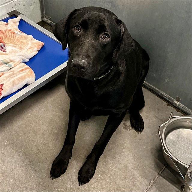 Adopt Ruby Today - Find Paw Pal