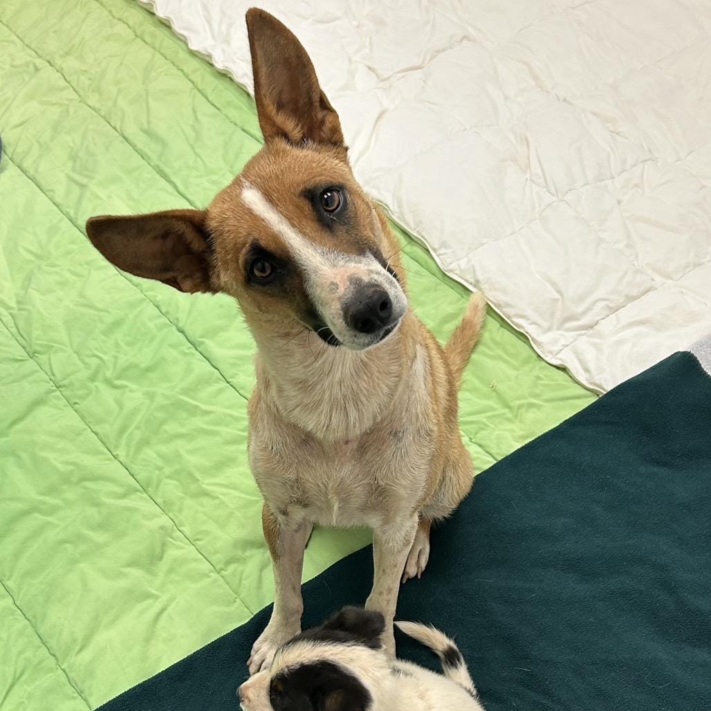 Adopt Donna - precious angel! Today - Find Paw Pal
