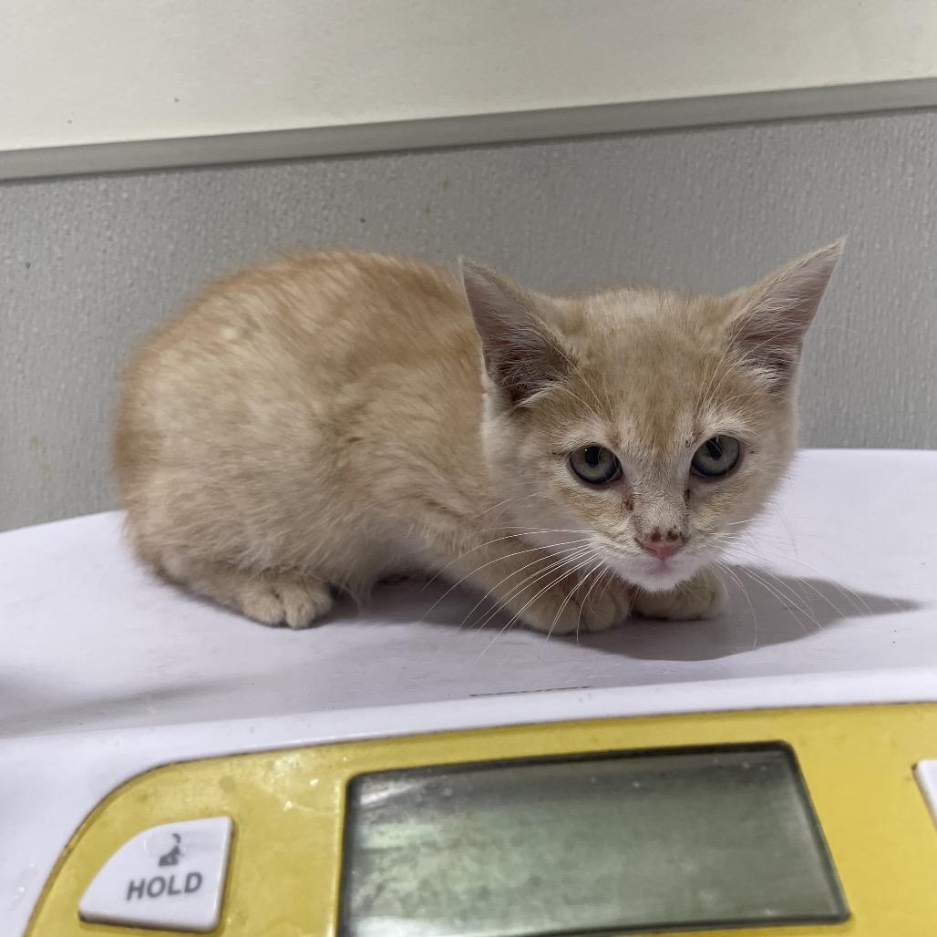 Adopt Mitzi Today - Find Paw Pal