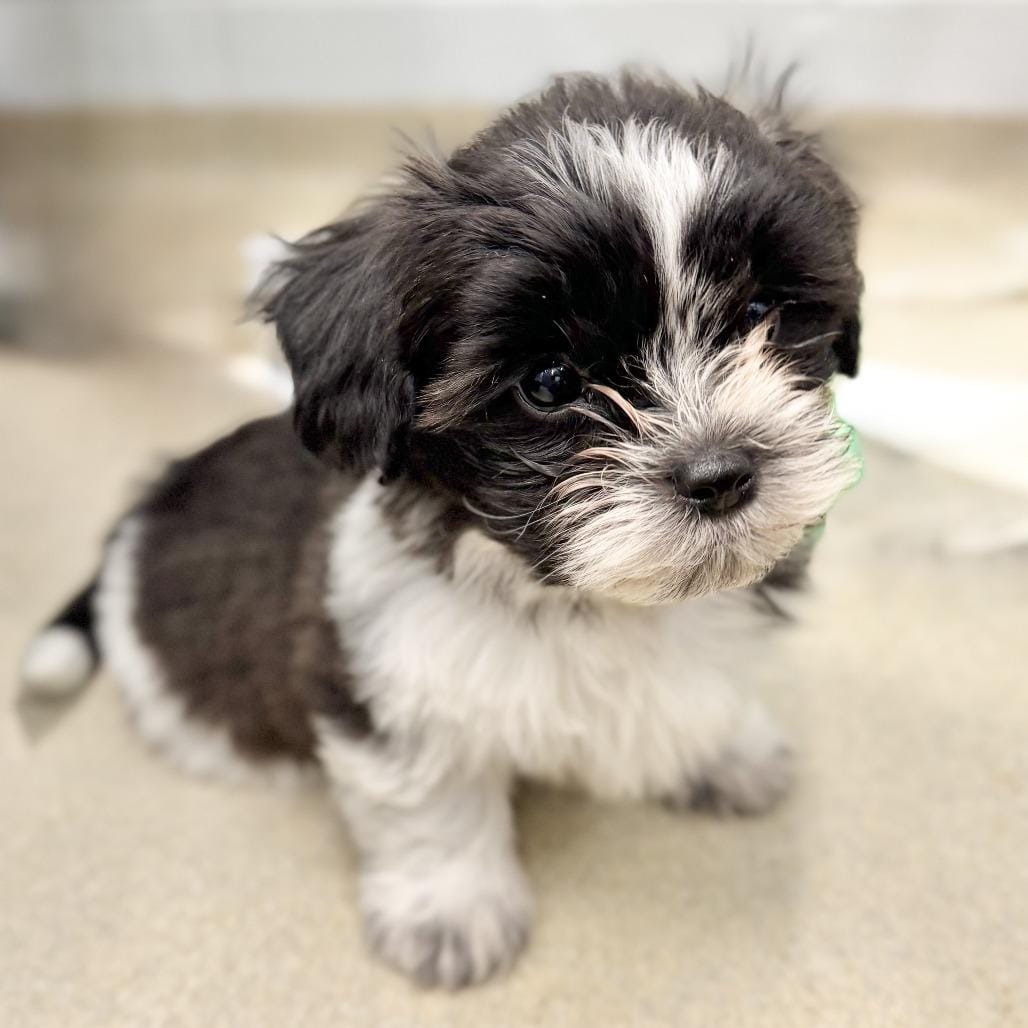 Adopt George Today - Find Paw Pal