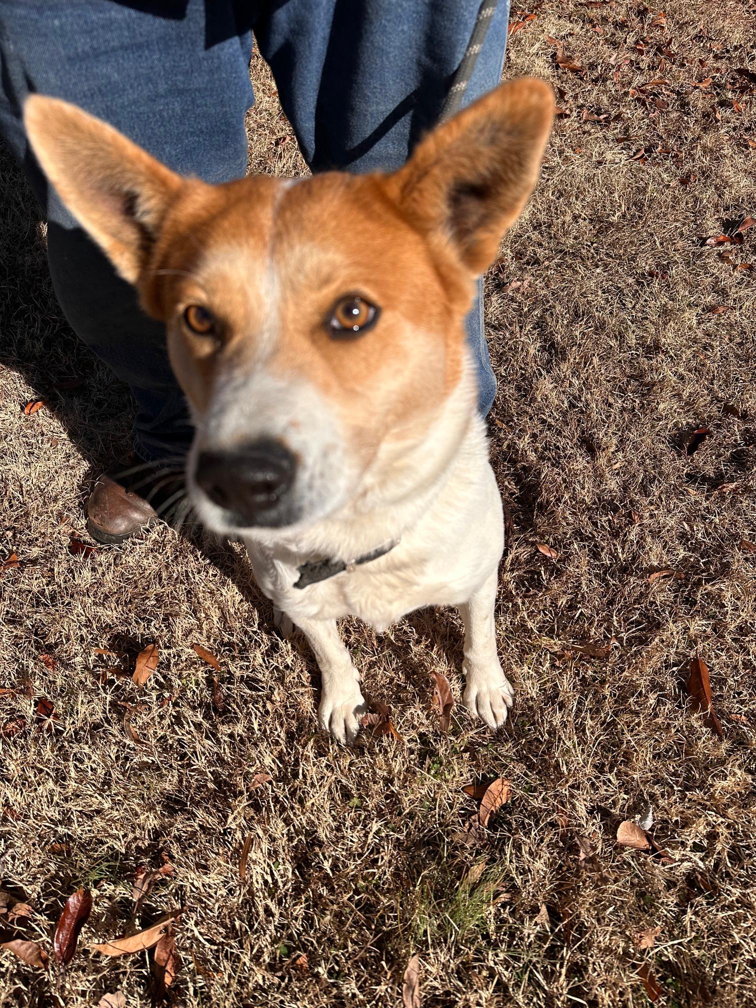 Adopt Molly Today - Find Paw Pal