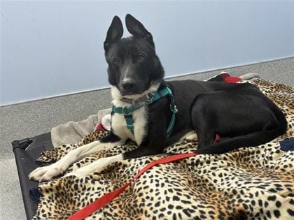 Adopt Shadow Today - Find Paw Pal