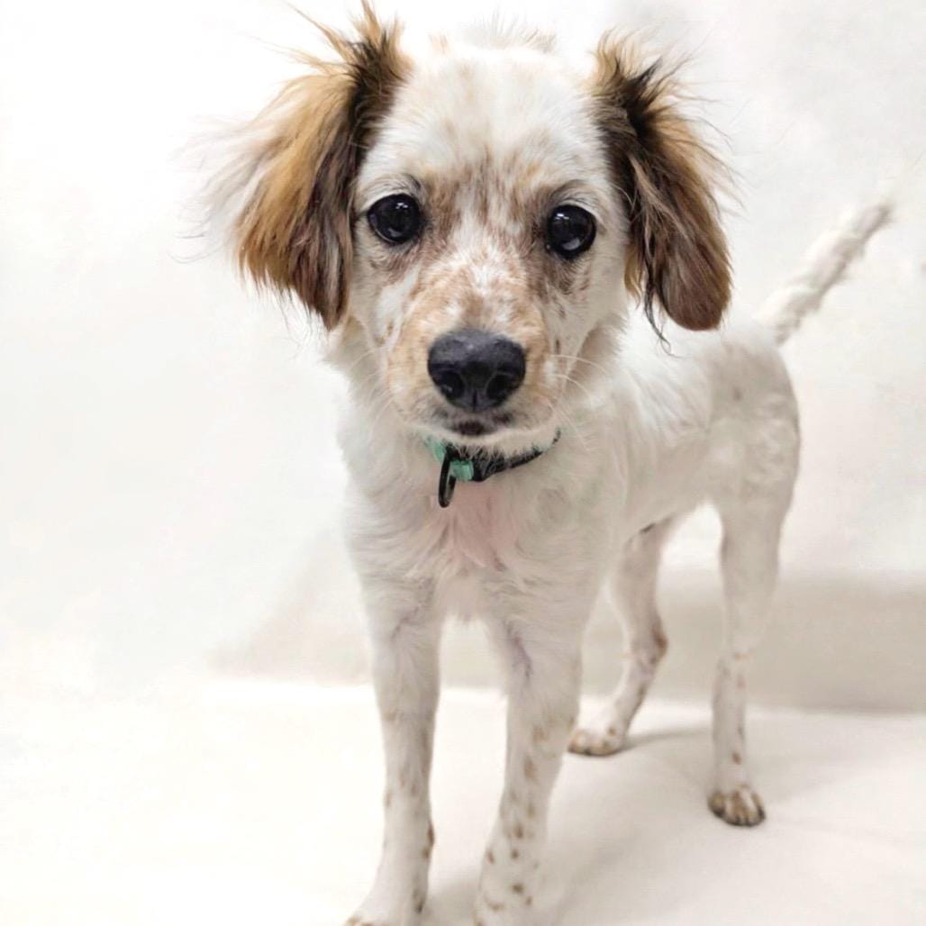 Adopt 61 (2026) Pocoyo Today - Find Paw Pal