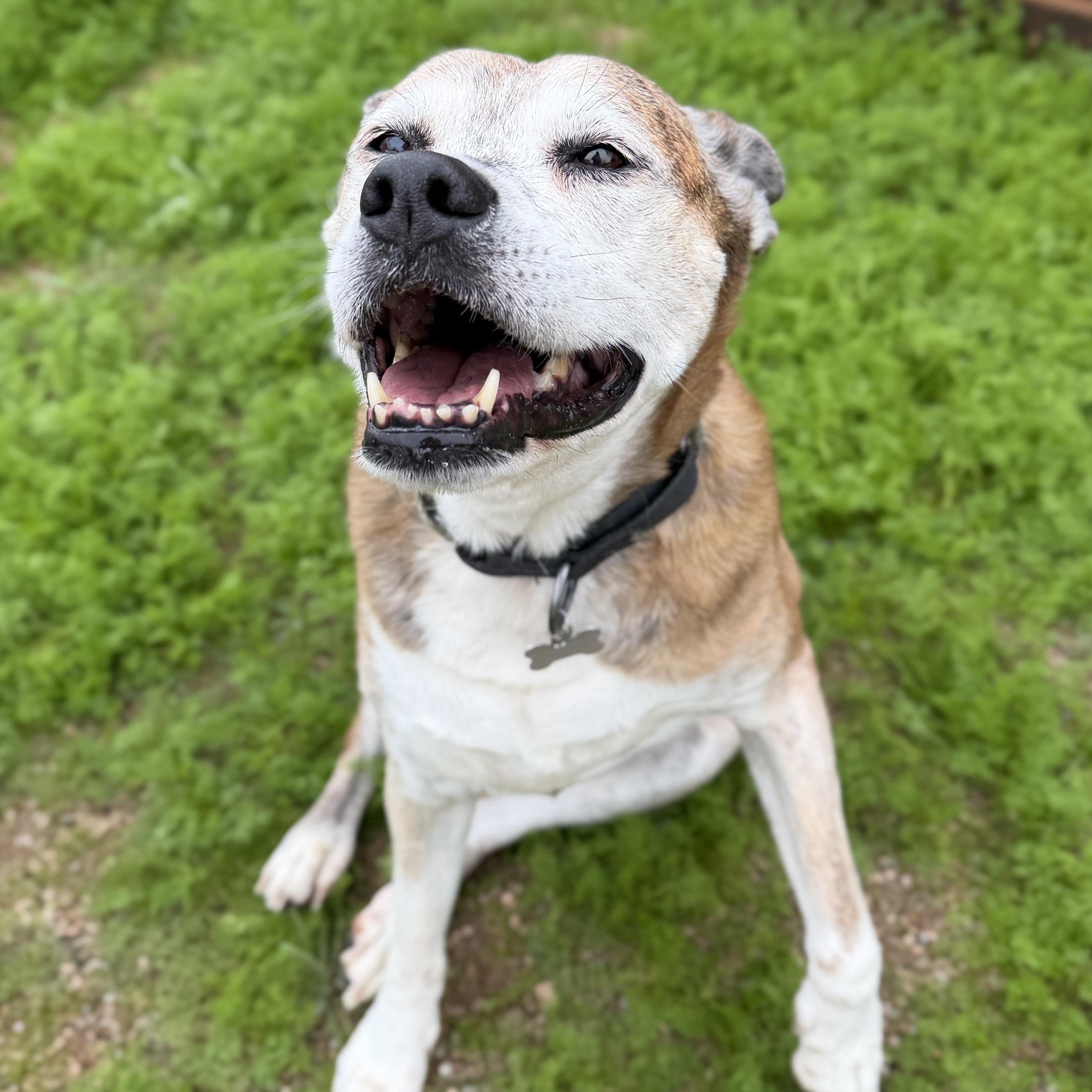 Humane Society Near Me - Find Paw Pal