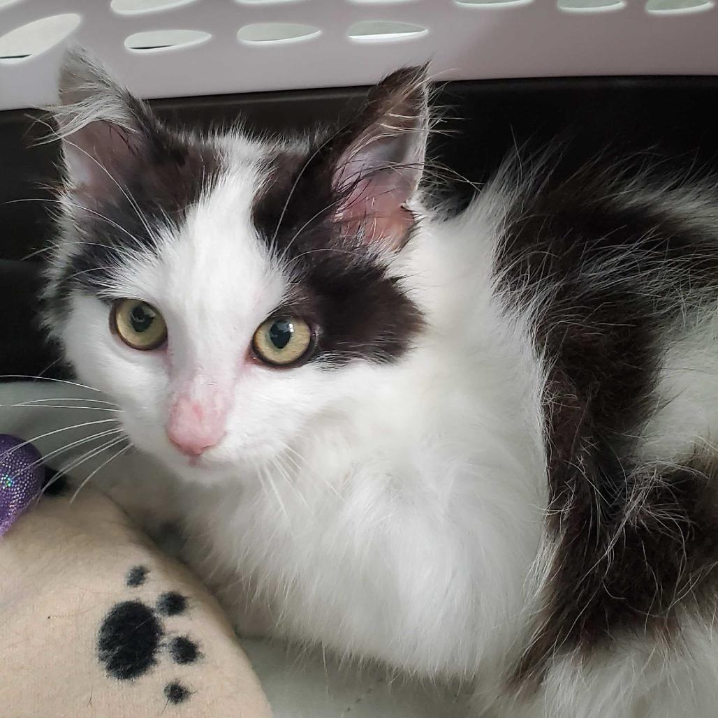 Adopt Kringle C67615 Today - Find Paw Pal