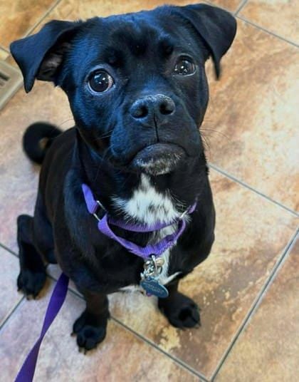 Adopt BUZZ Today - Find Paw Pal