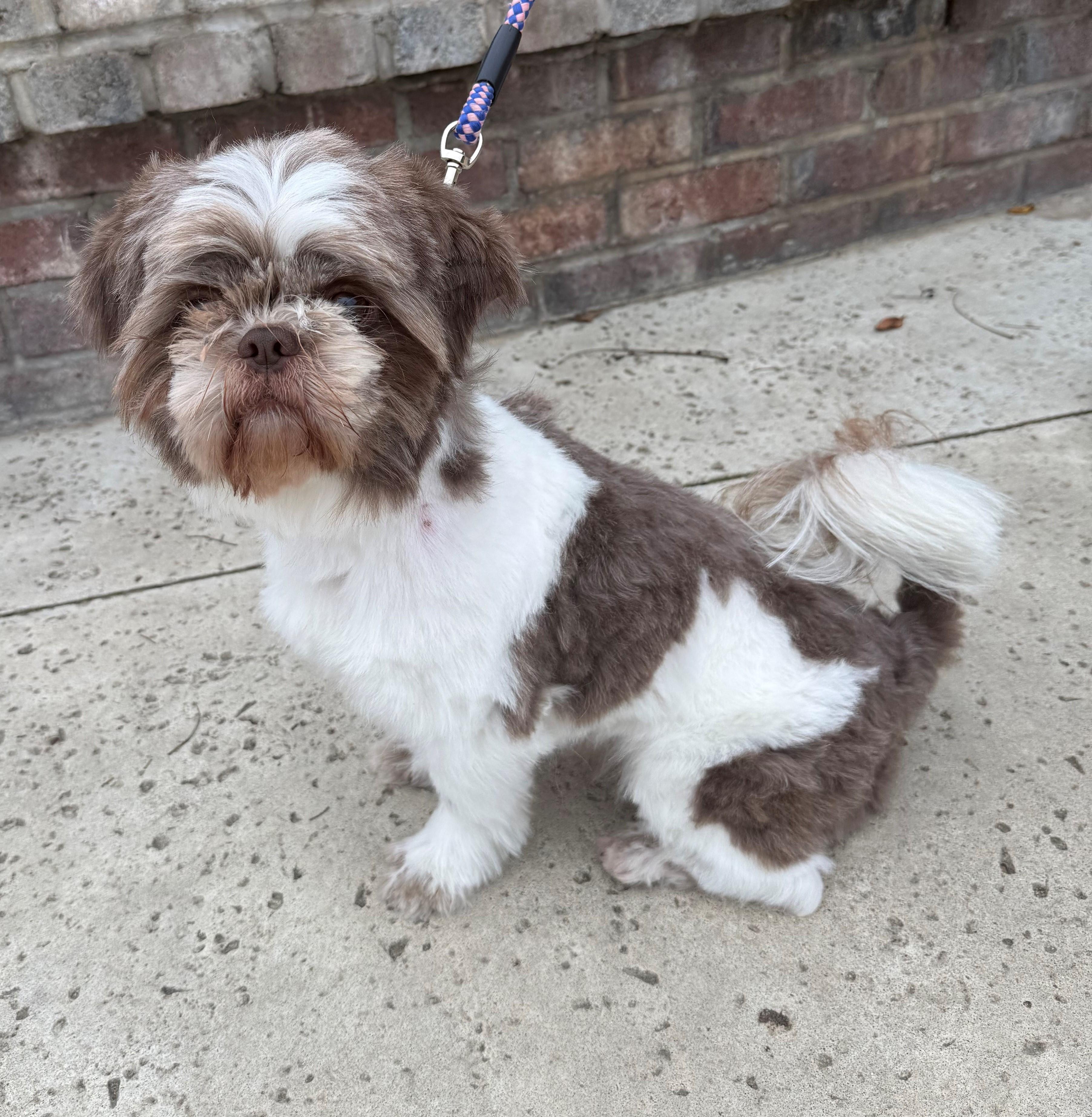 Adopt Martin Today - Find Paw Pal