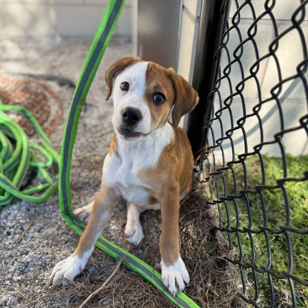 Suncoast Humane Society in Englewood, FL - Find Paw Pal