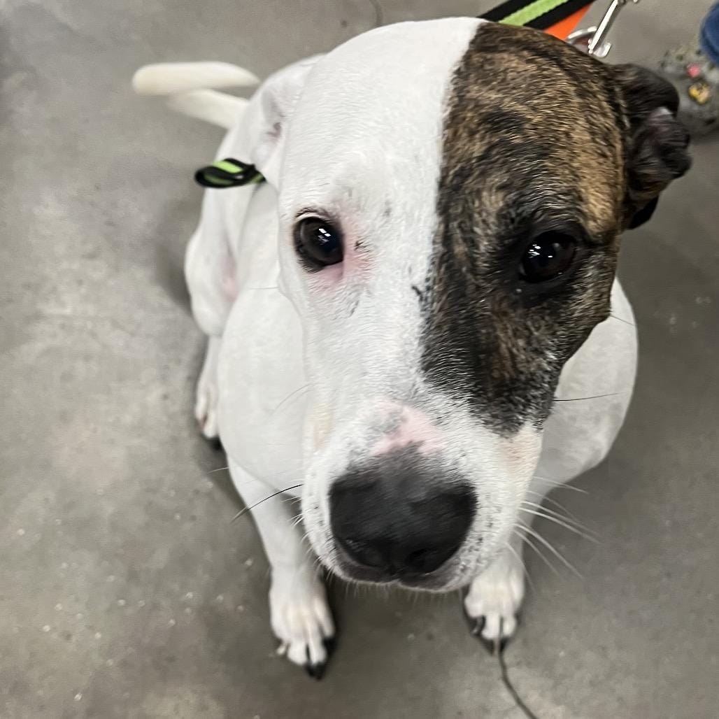 Adopt Pixie Today - Find Paw Pal