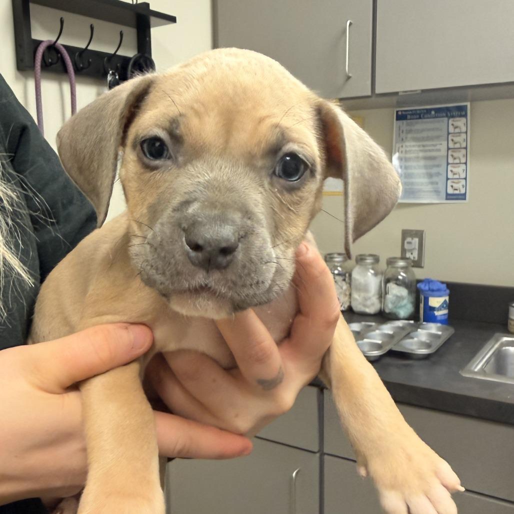 Adopt Jane Today - Find Paw Pal