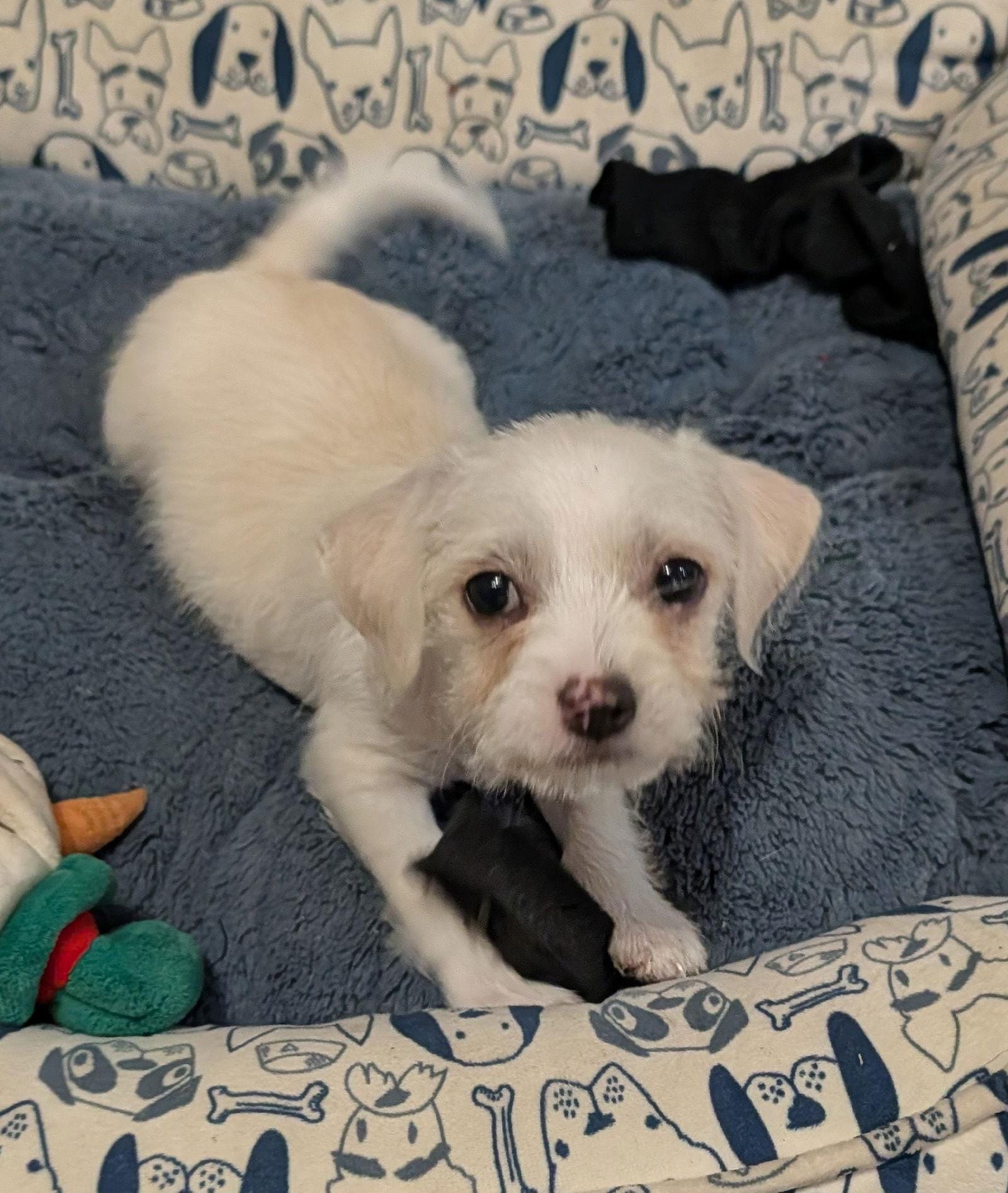 Adopt George Today - Find Paw Pal