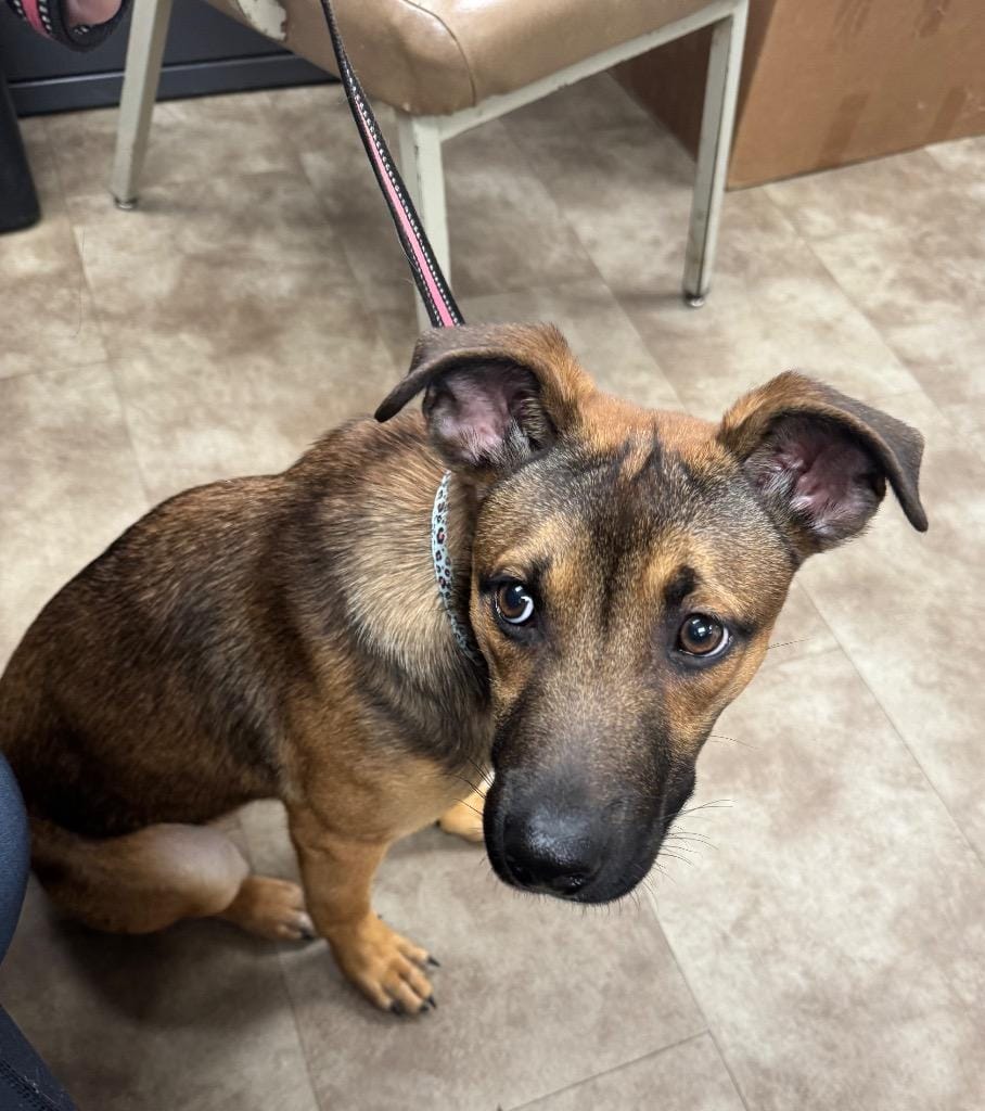 Adopt Toffee Today - Find Paw Pal