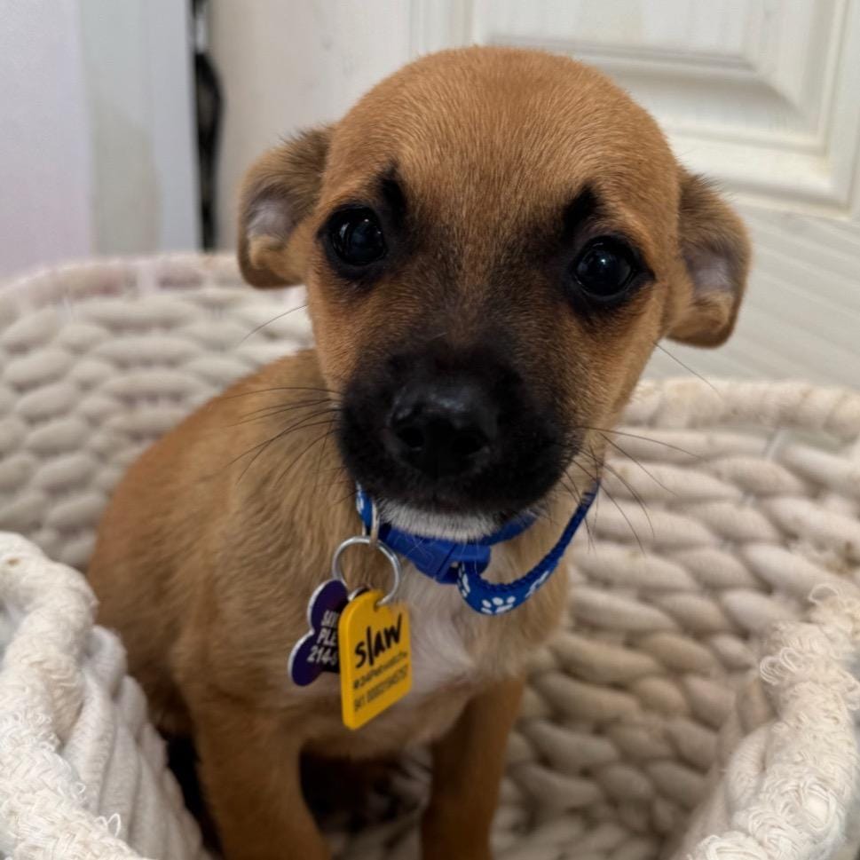 Adopt 61 (2026) Pocoyo Today - Find Paw Pal